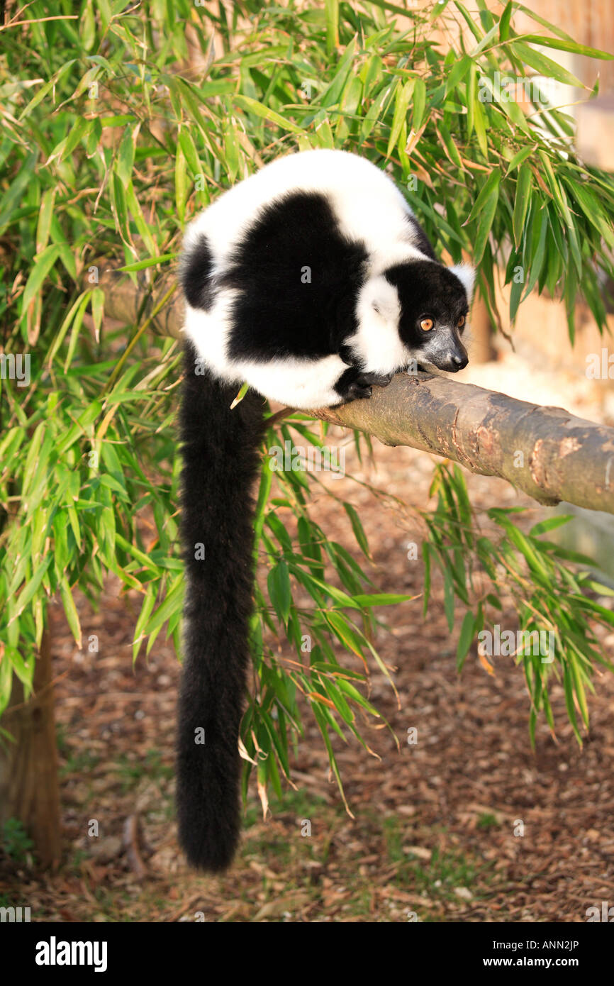 0074 Black and White Ruffed Lemur Stock Photo - Alamy