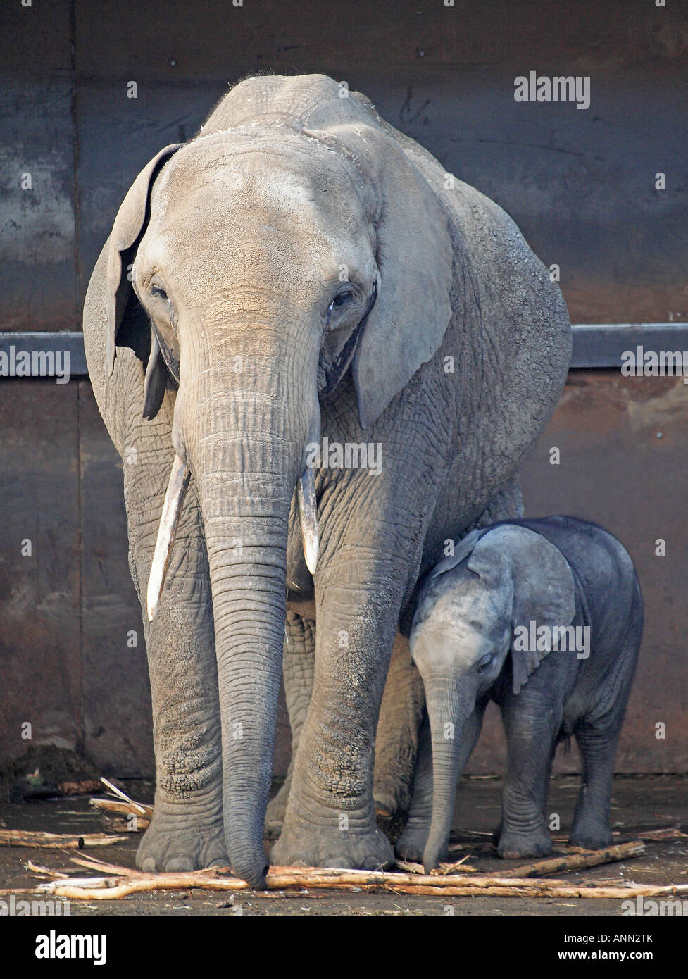 0076 African Elephants Stock Photo - Alamy