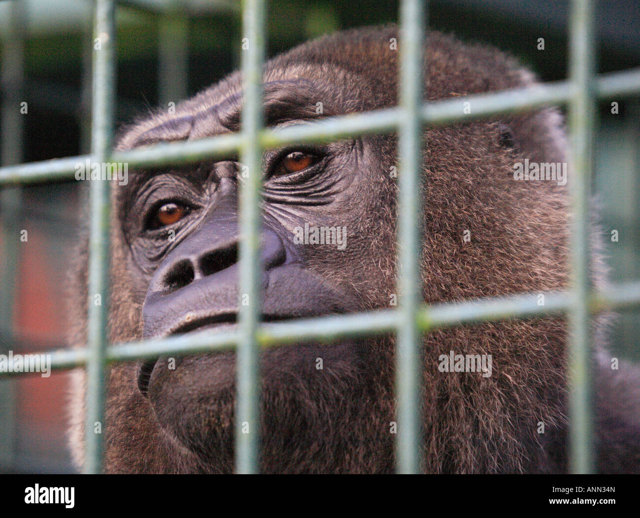 Howlett's gorilla hi-res stock photography and images - Alamy