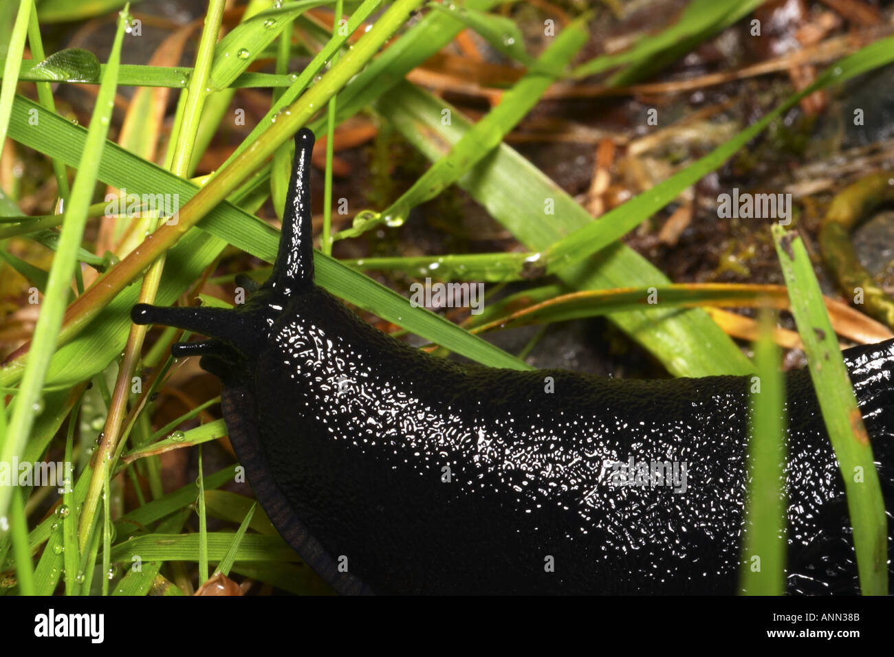 European Black Slug Hoh Rain Forest Olympic National Park Olympic Stock ...