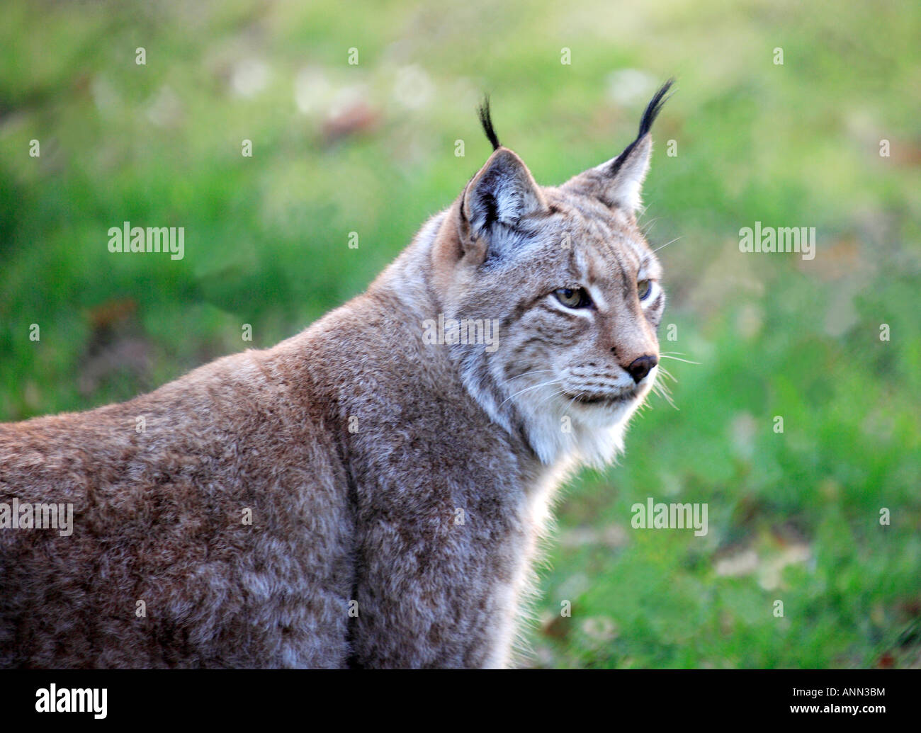 Northern lynxes hi-res stock photography and images - Alamy
