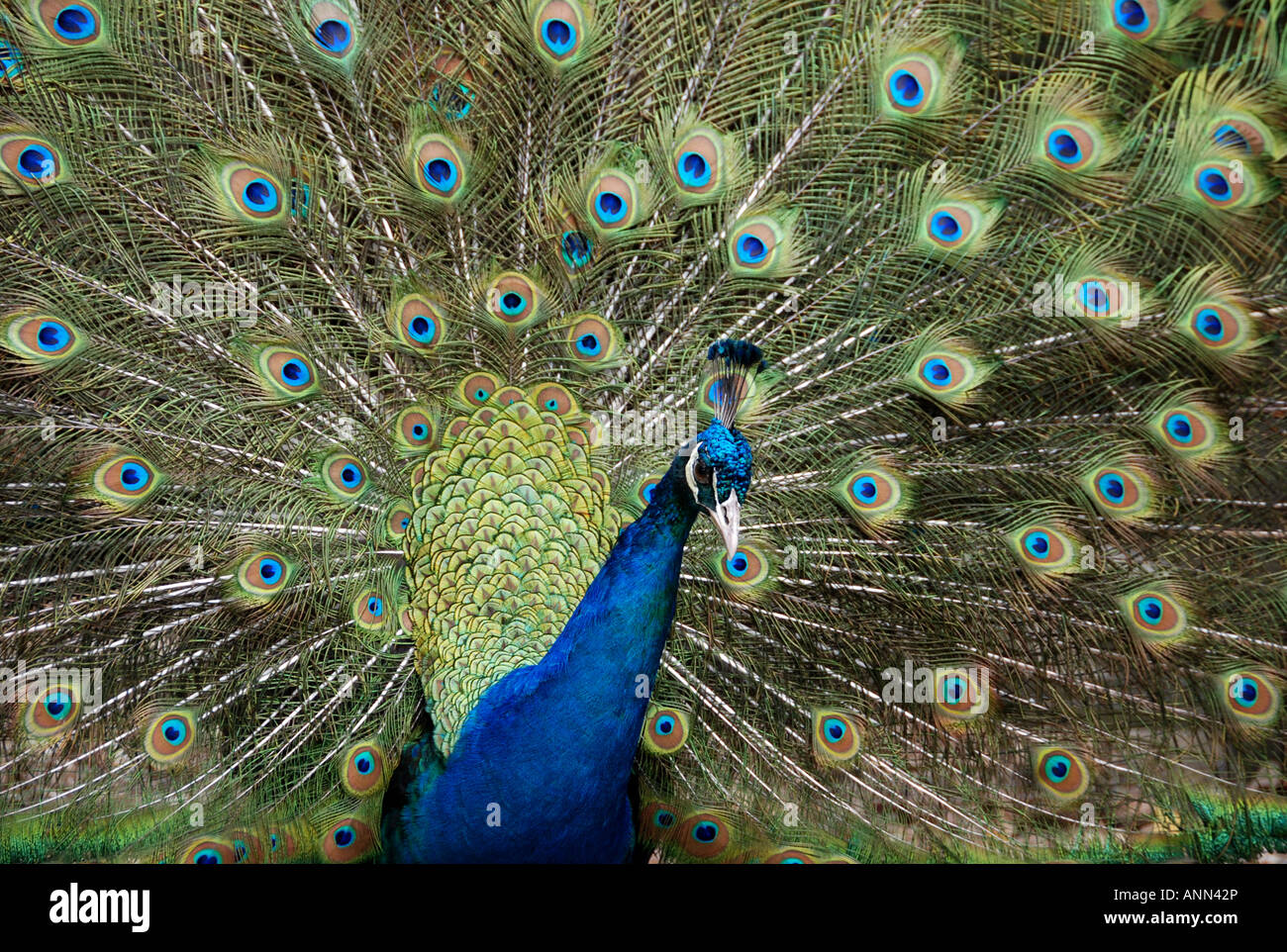 Peacock displays colourful feathers Stock Photo - Alamy
