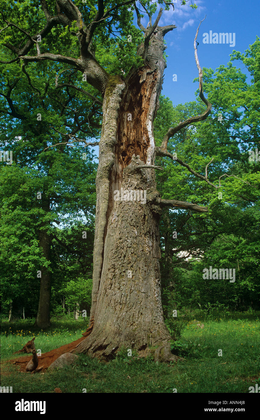 Lightning strike damage hi-res stock photography and images - Alamy