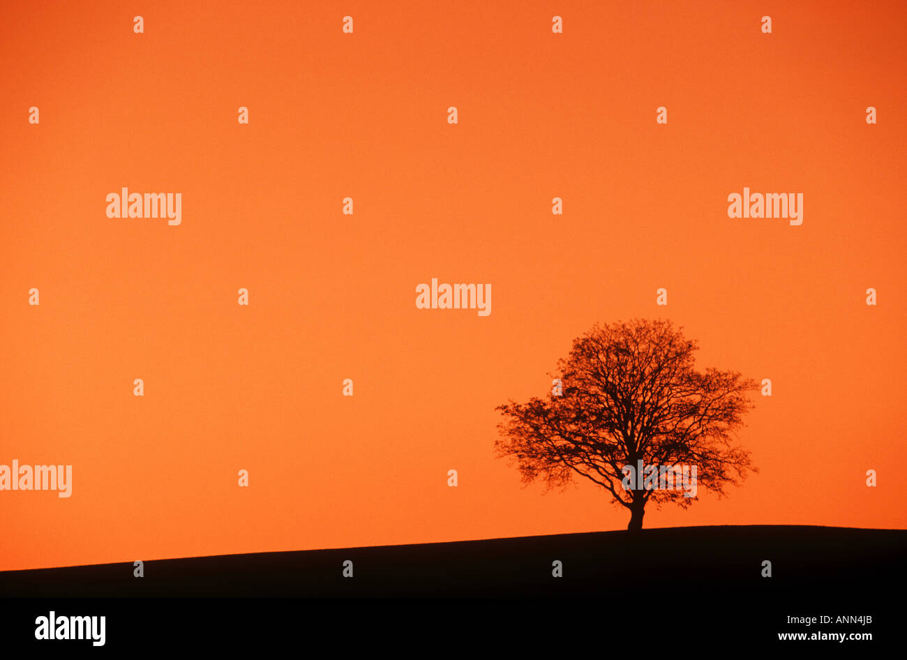 tree - sunset Stock Photo - Alamy