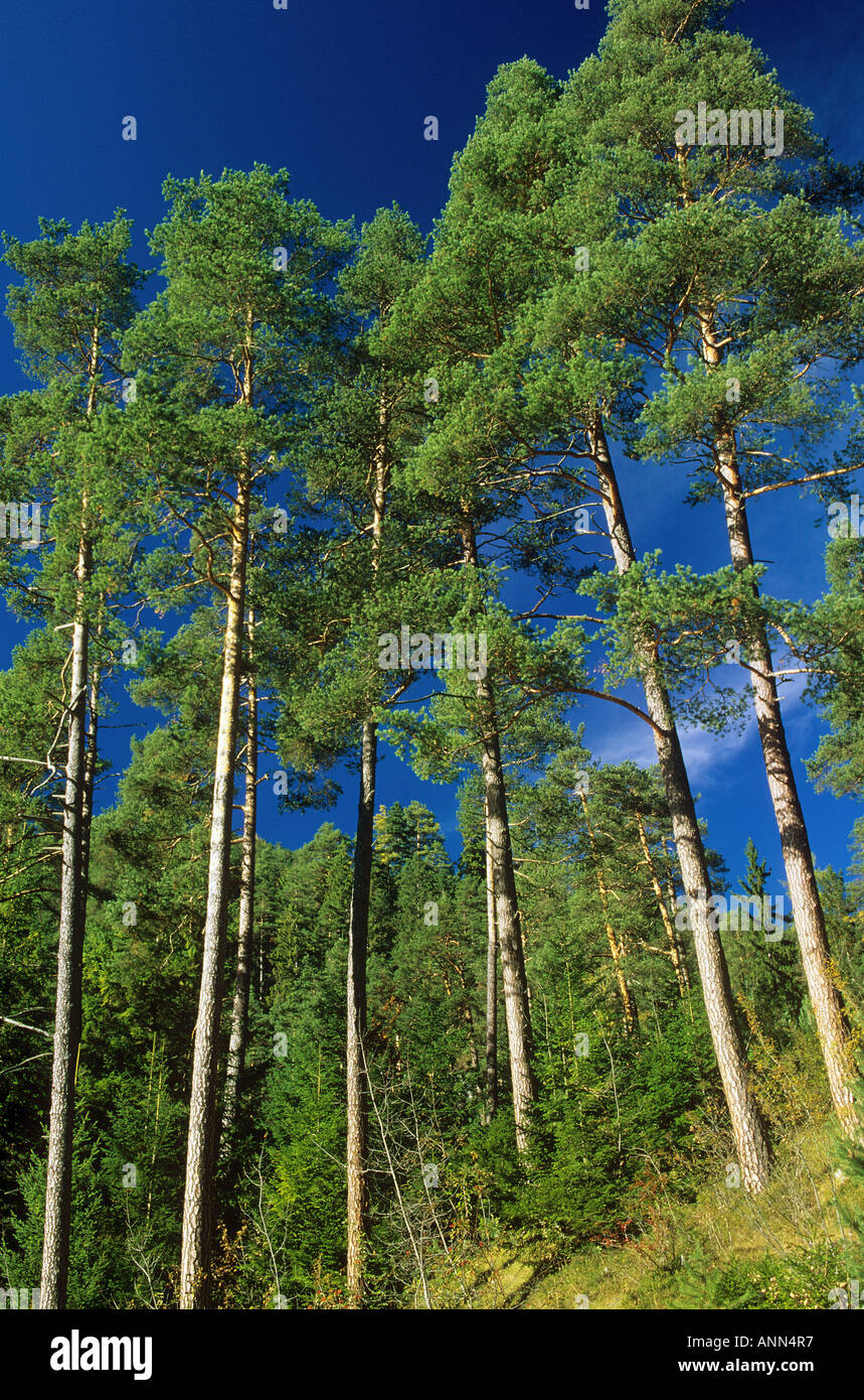 Pinophyta pinus hi-res stock photography and images - Alamy