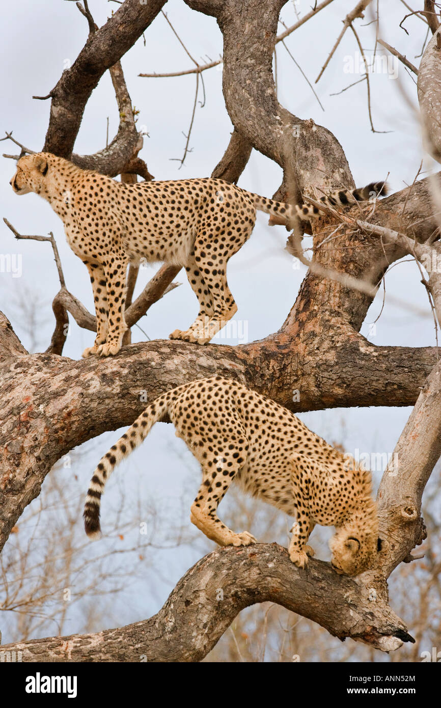 Cheetah tree hi-res stock photography and images - Alamy