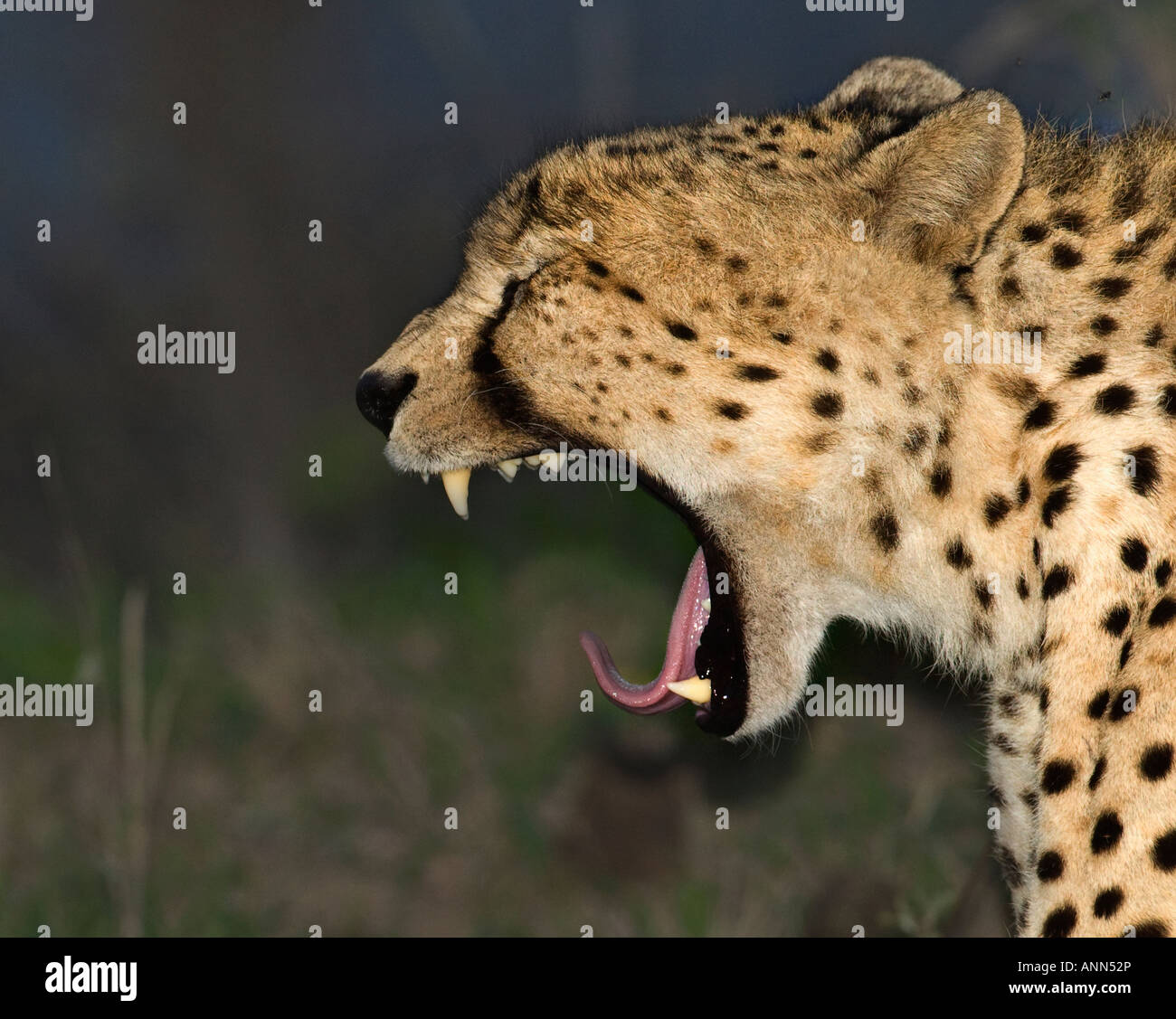 Cheetah yawning, Greater Kruger National Park, South Africa Stock Photo ...