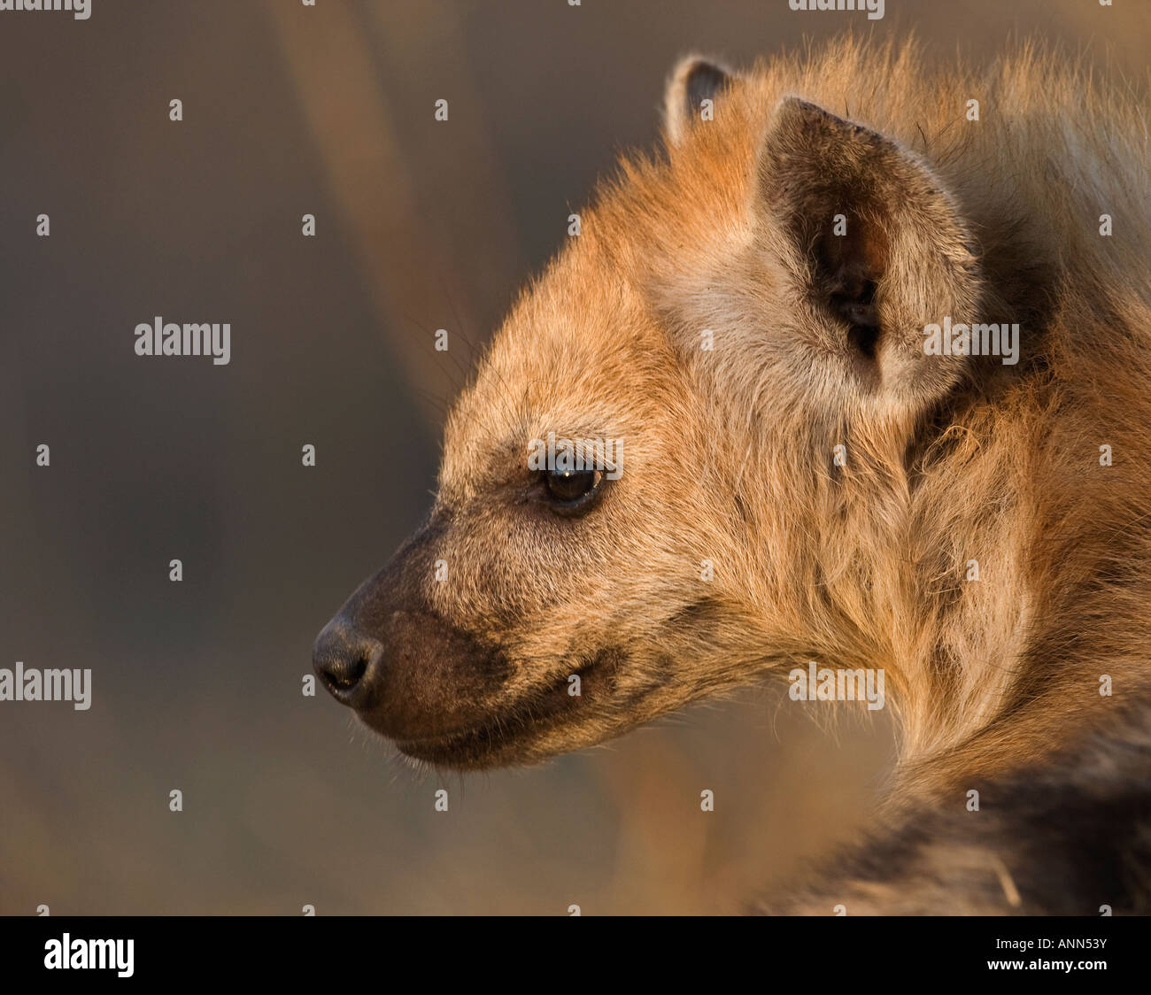 Hyaena hi-res stock photography and images - Alamy