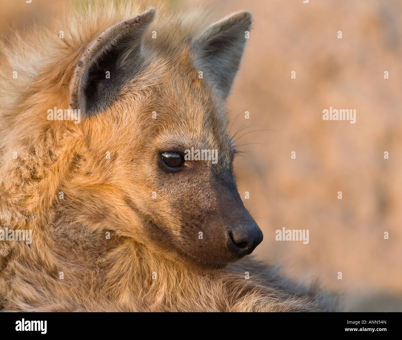 Hyaena hi-res stock photography and images - Alamy