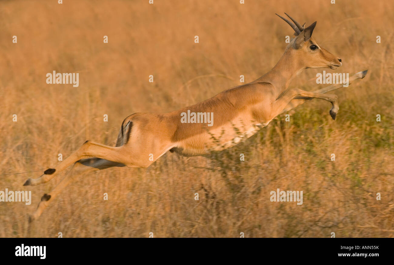 Impala jumping hi-res stock photography and images - Alamy