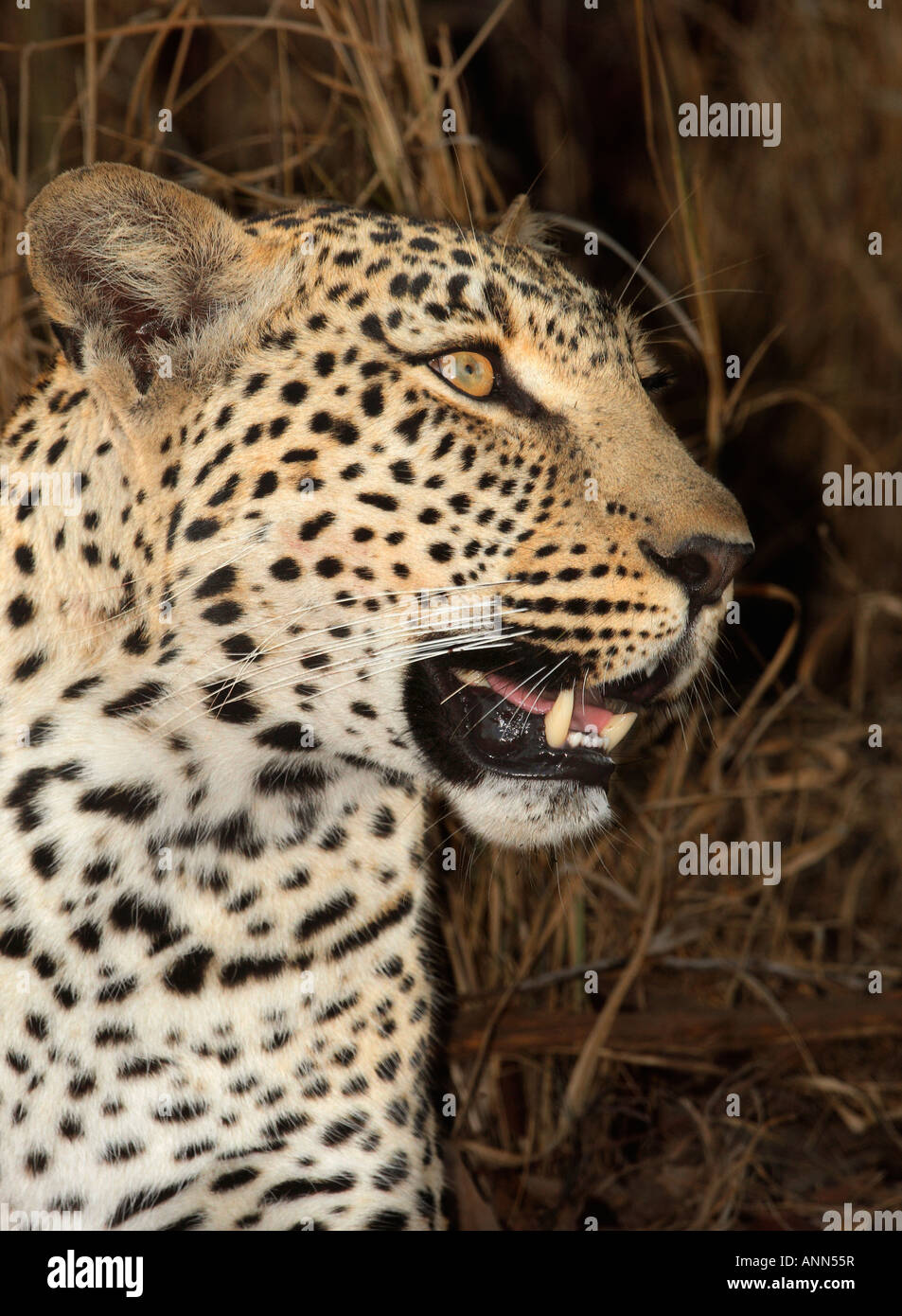Leopard aggressive hi-res stock photography and images - Alamy