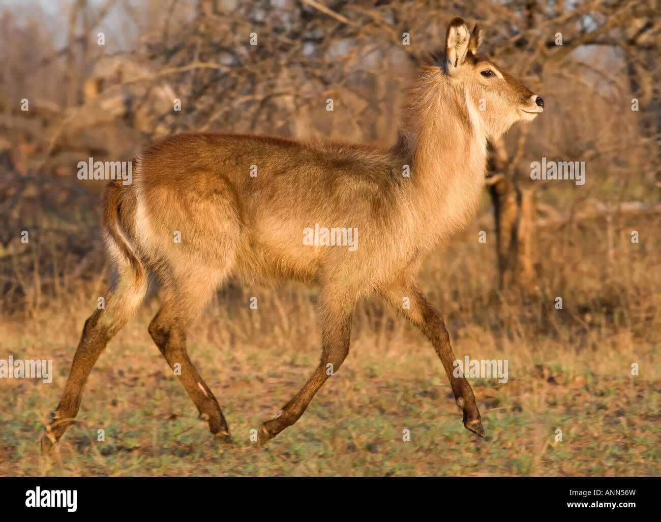 Waterbuck walking, Greater Kruger National Park, South Africa Stock ...