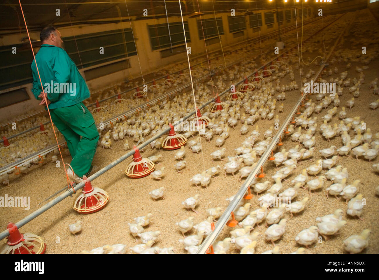 Avicultor hi-res stock photography and images - Alamy