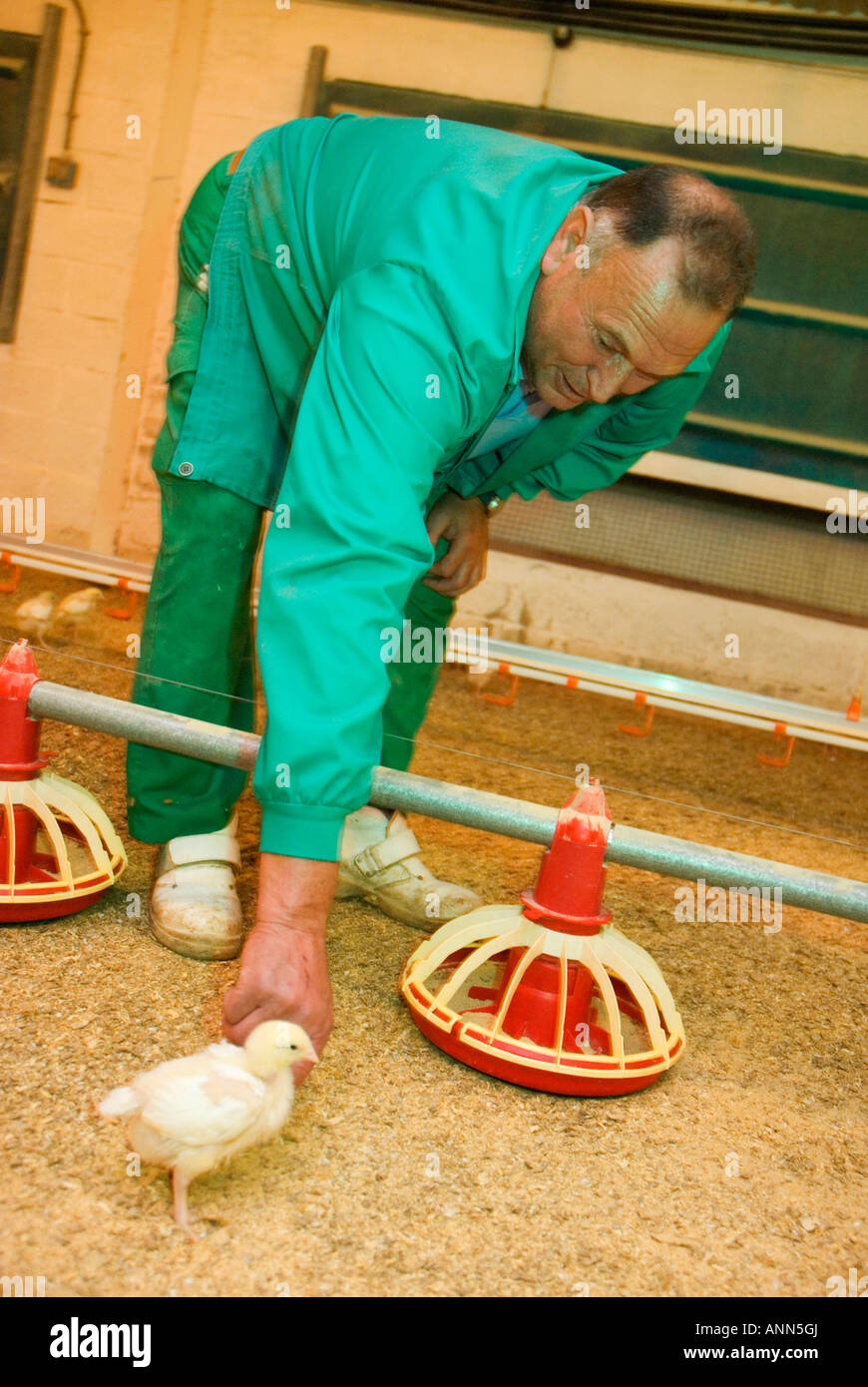 Avicultor hi-res stock photography and images - Alamy