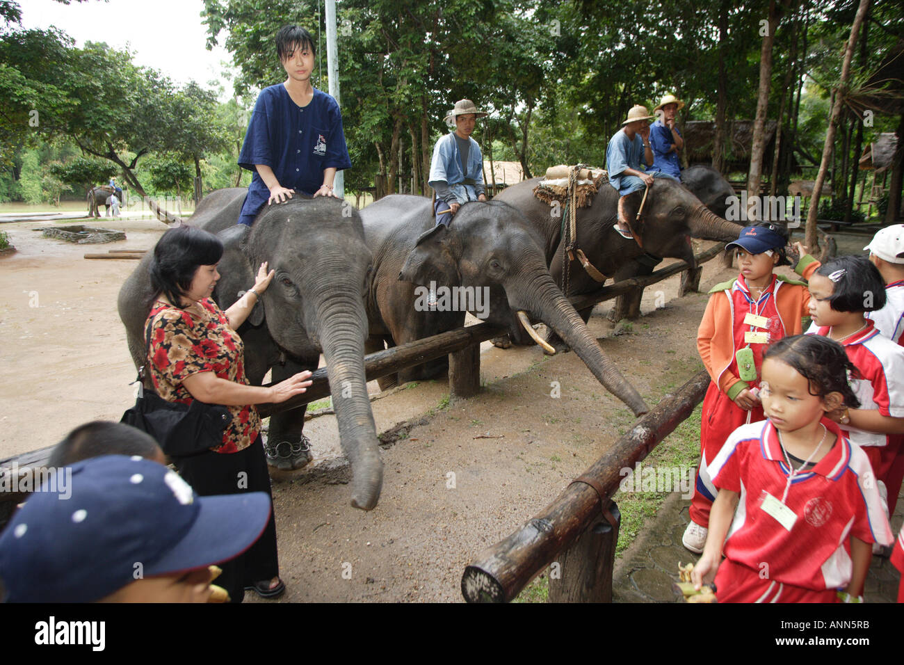 People riding baby Elephants whilst a group of school children watch at ...