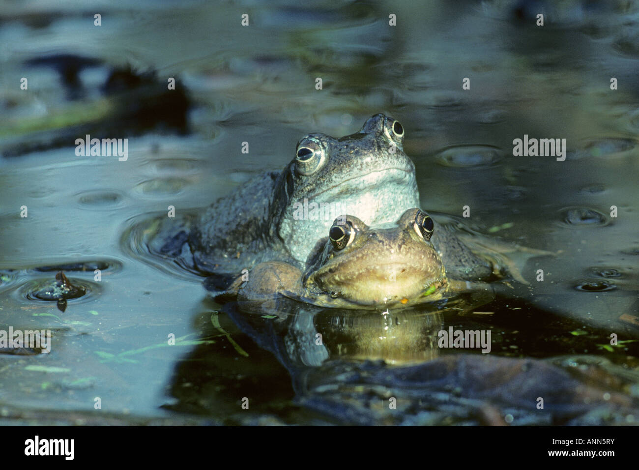 Common frogs mating hi-res stock photography and images - Alamy