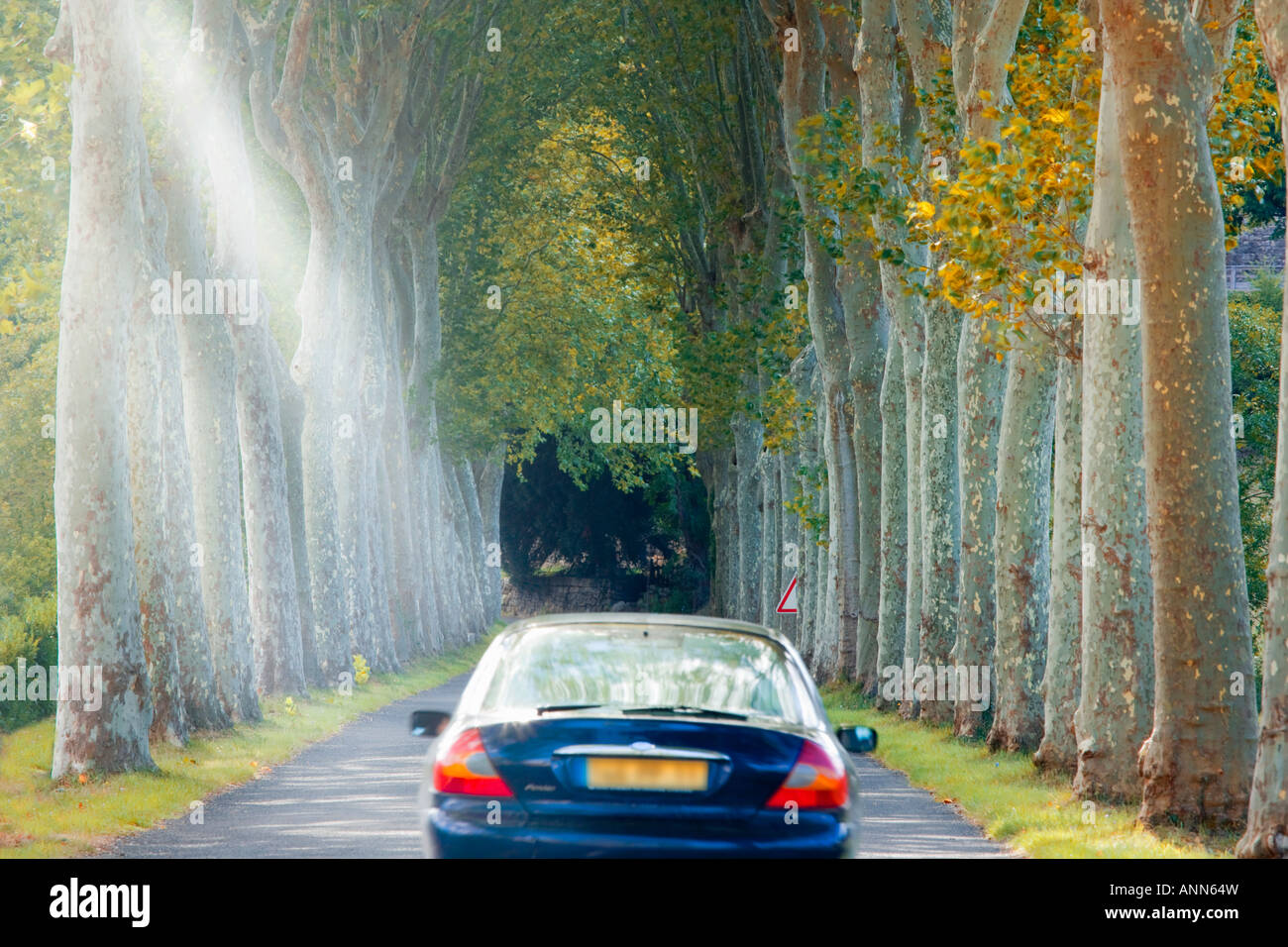 France Provence Car on tree lined road beams of sunlight bursting ...
