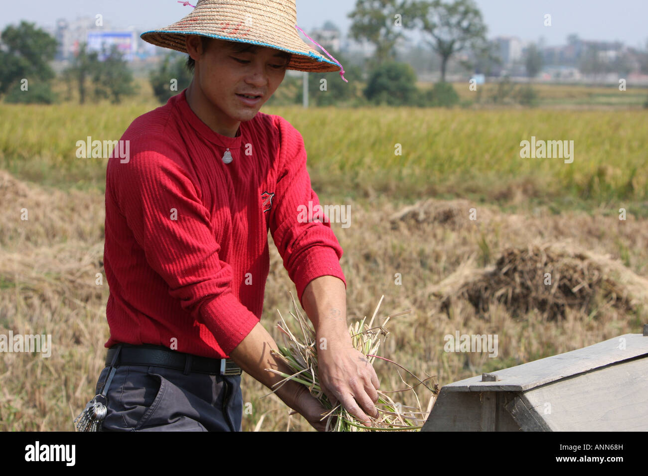 Cutting rice in China Stock Photo - Alamy