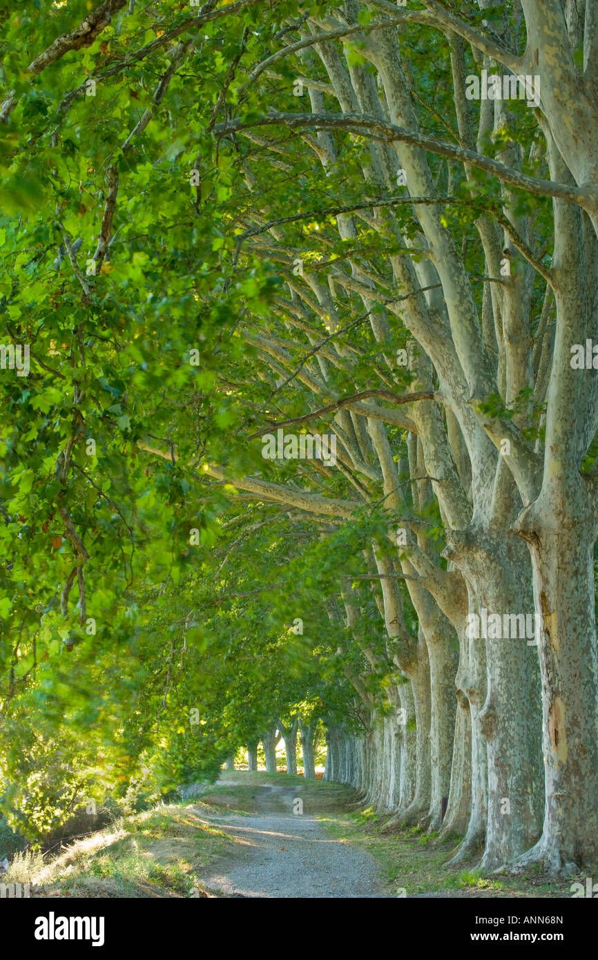 France Tree Lined avenue Stock Photo - Alamy