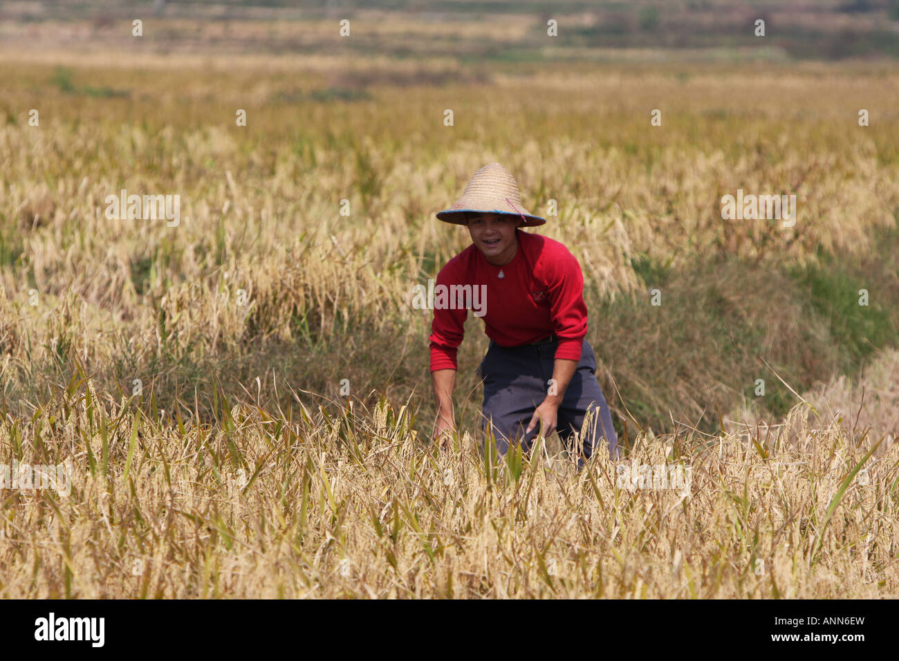 Farmer cutting rice hi-res stock photography and images - Alamy