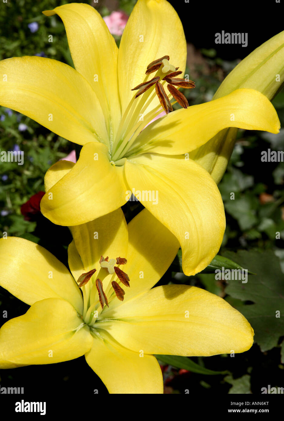 0109 Lily Kent England Stock Photo - Alamy