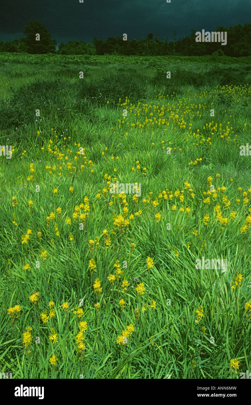 Hothfield common hi-res stock photography and images - Alamy