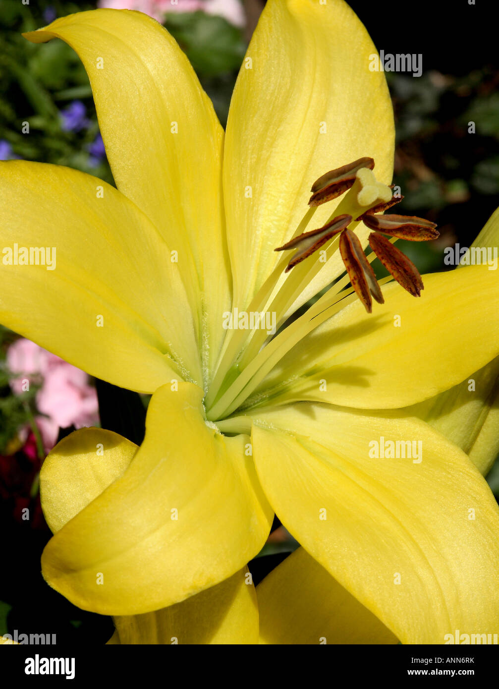 0110 Lily Kent England Stock Photo - Alamy