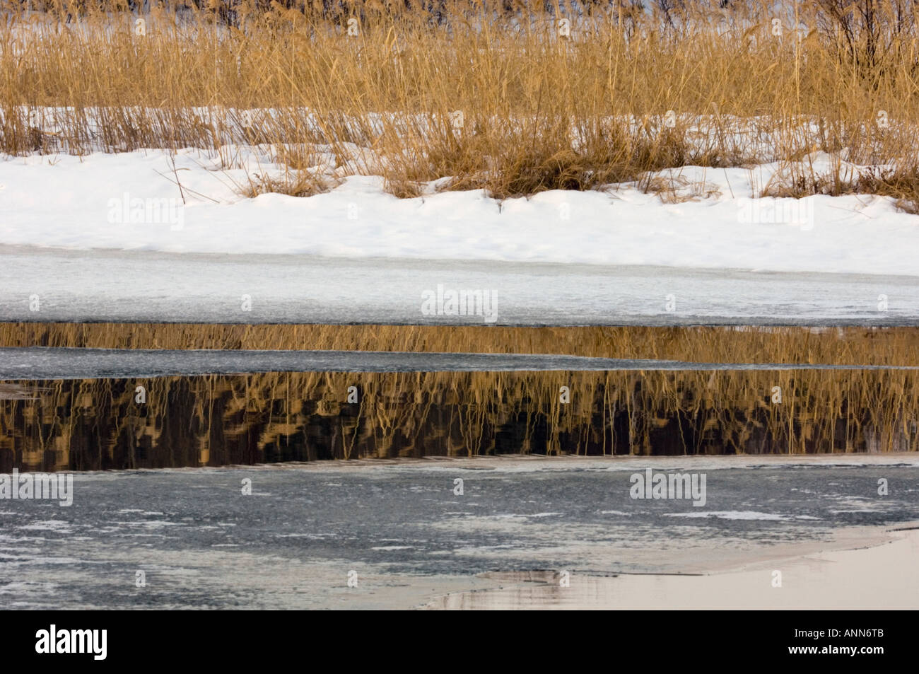 Reed colony reflected in open water with receding ice in Robinson Lake ...