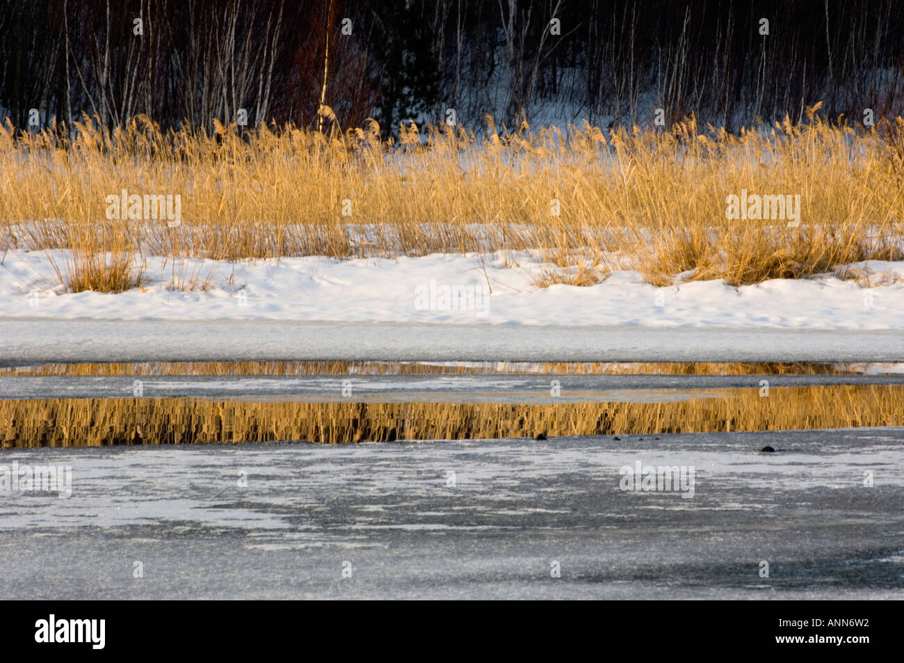 Reed colony reflected in open water with receding ice in Robinson Lake ...