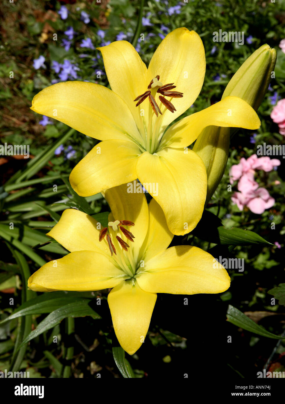 0108 hi-res stock photography and images - Alamy