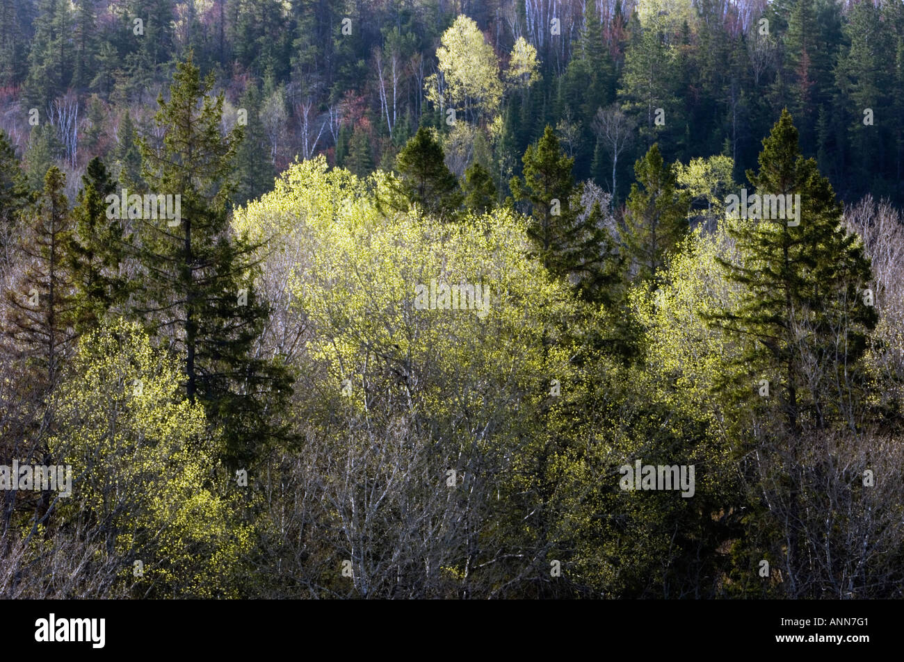 Mixed forest of spruce and aspen with emerging early spring foliage ...