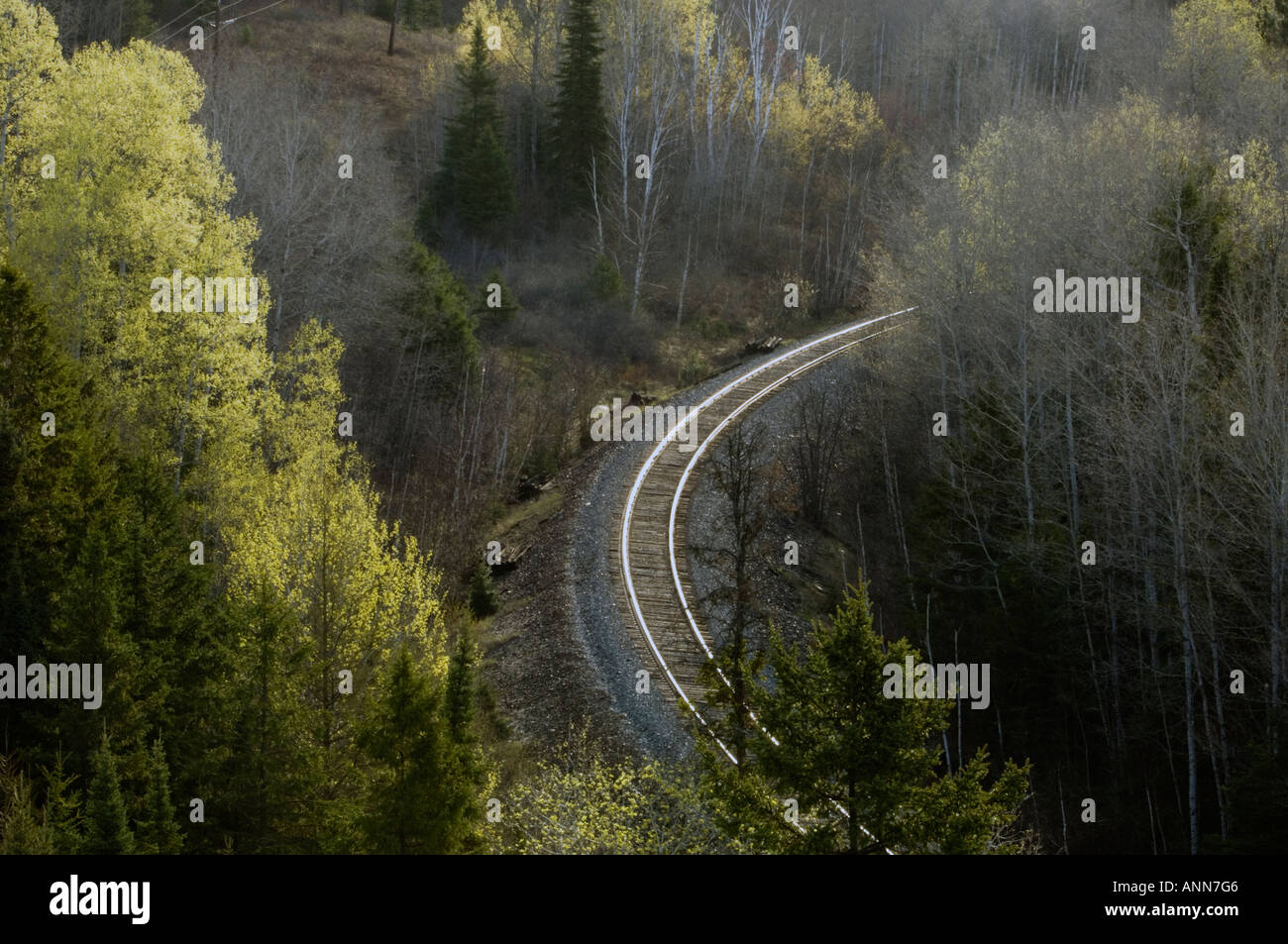 Mixed forest of spruce and aspen with emerging early spring foliage and ...