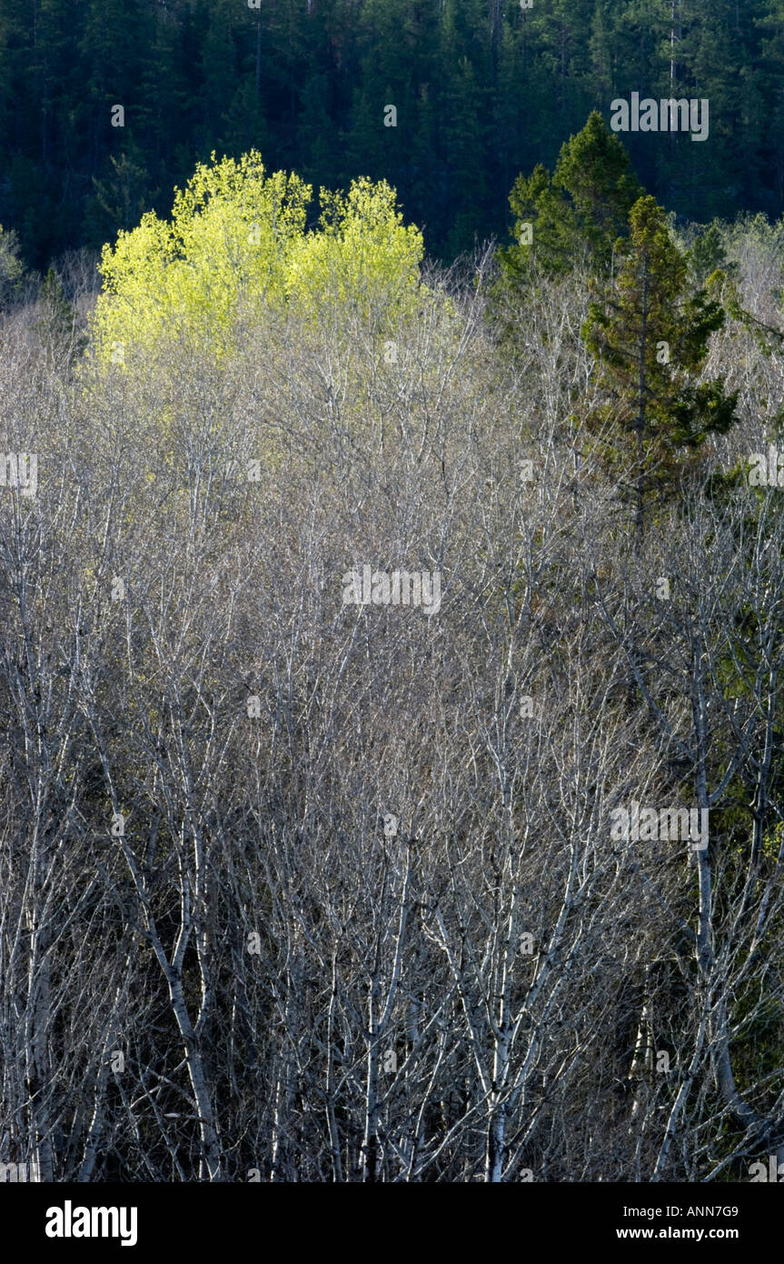 Mixed forest of spruce and aspen with emerging early spring foliage ...