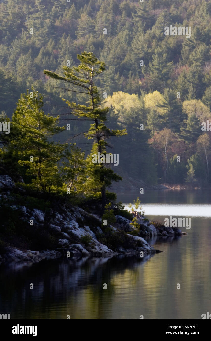 Charlton Lake with white pine and emerging spring foliage Willisville ...