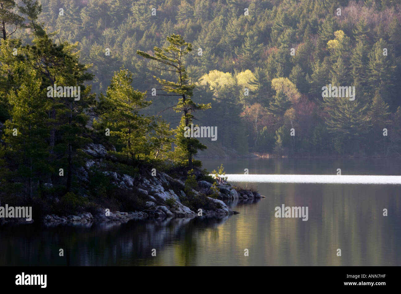 Charlton Lake with white pine and emerging spring foliage Willisville ...