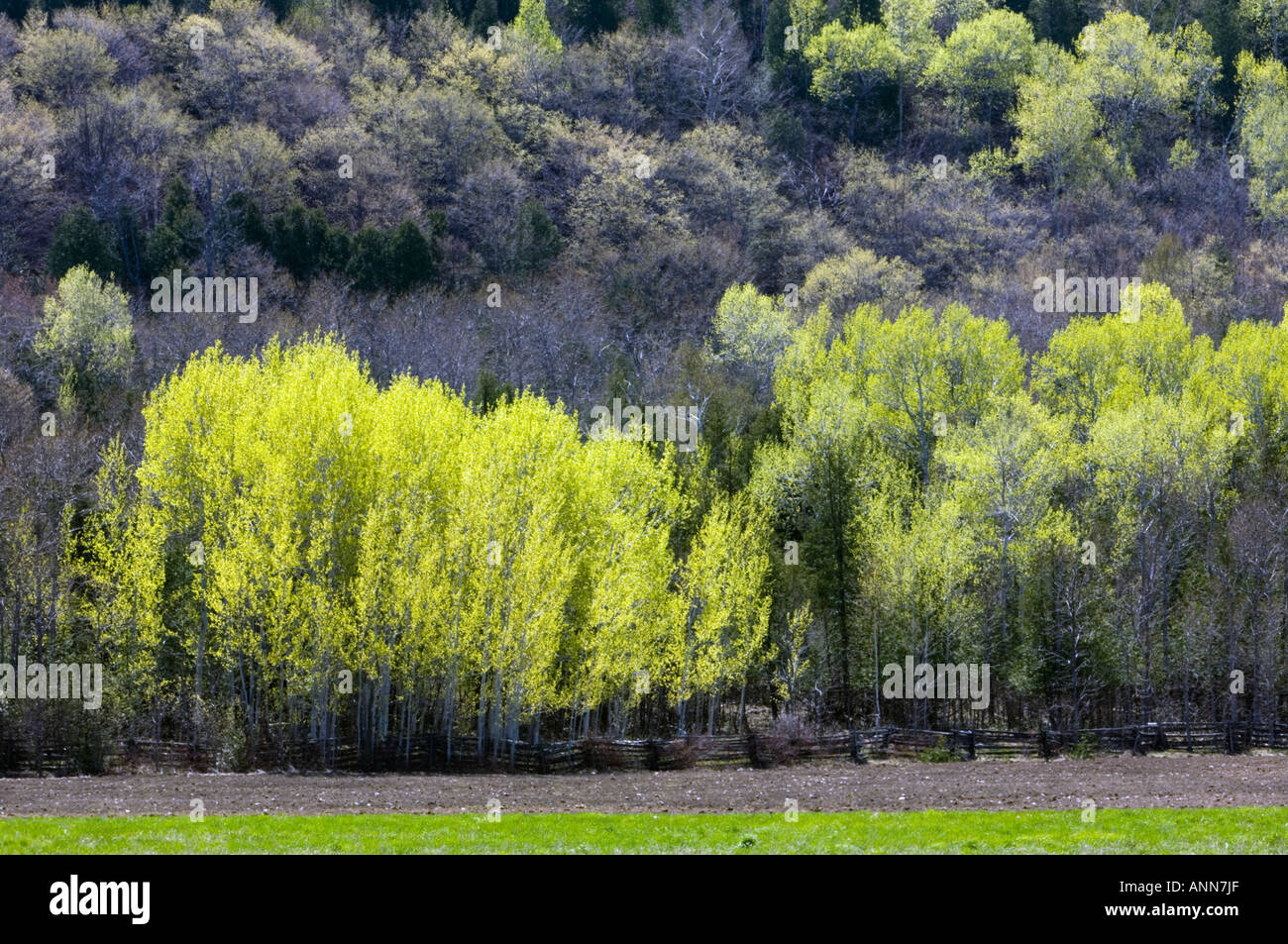 Emerging spring foliage at edge of pasture Little Current Ontario Stock ...
