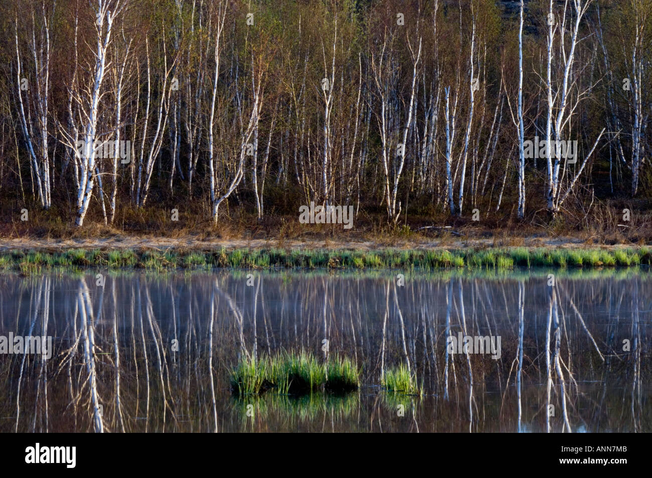 Wetland at dawn with birch trees and emerging marsh grasses Greater ...