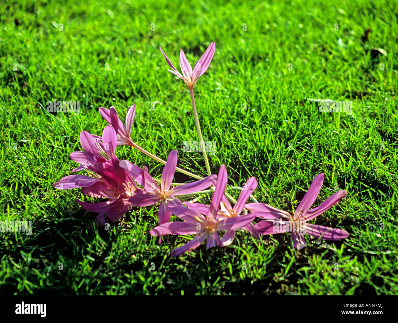 Crocus flower history hi-res stock photography and images - Alamy