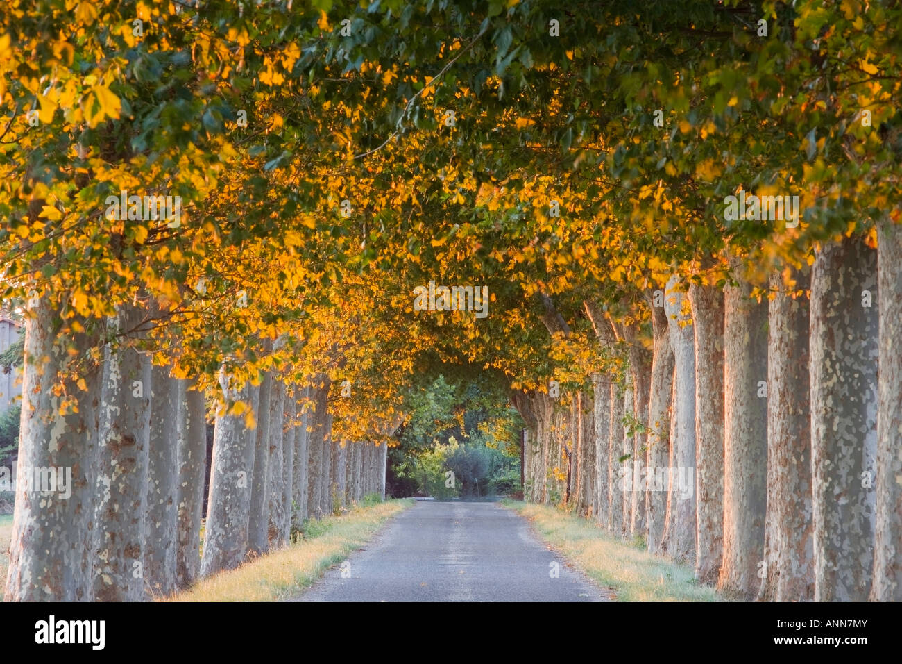 France Languedoc Roussillon Provence Tree Lined avenue Stock Photo - Alamy