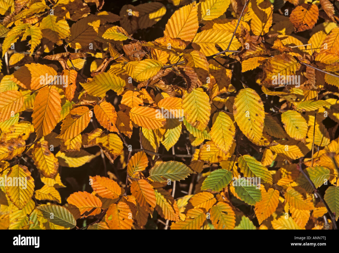 0114 Autumn leaves Kent England Stock Photo - Alamy