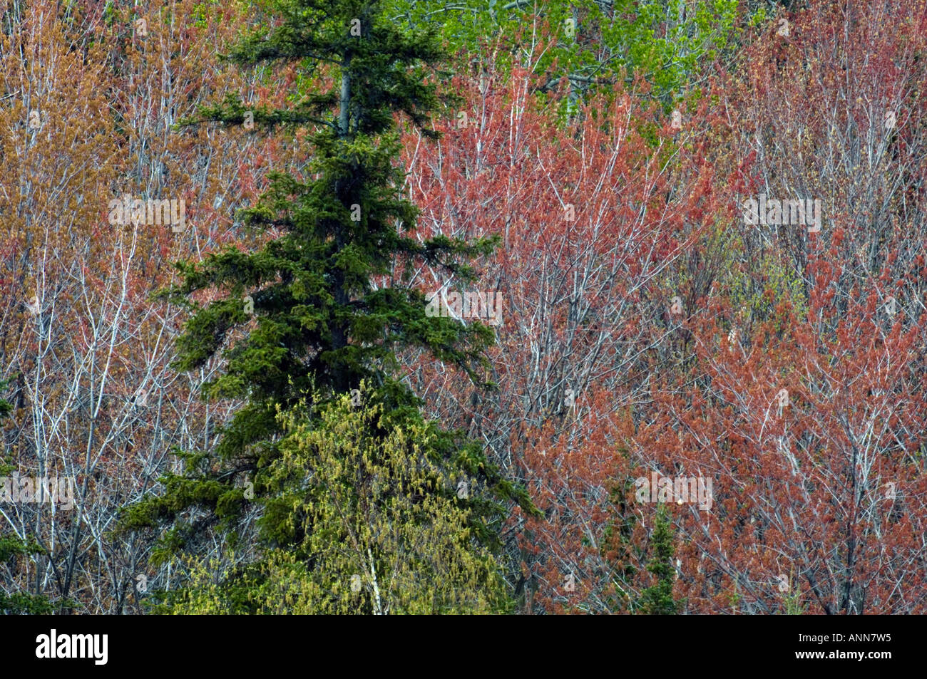 Flowering forests hi-res stock photography and images - Alamy