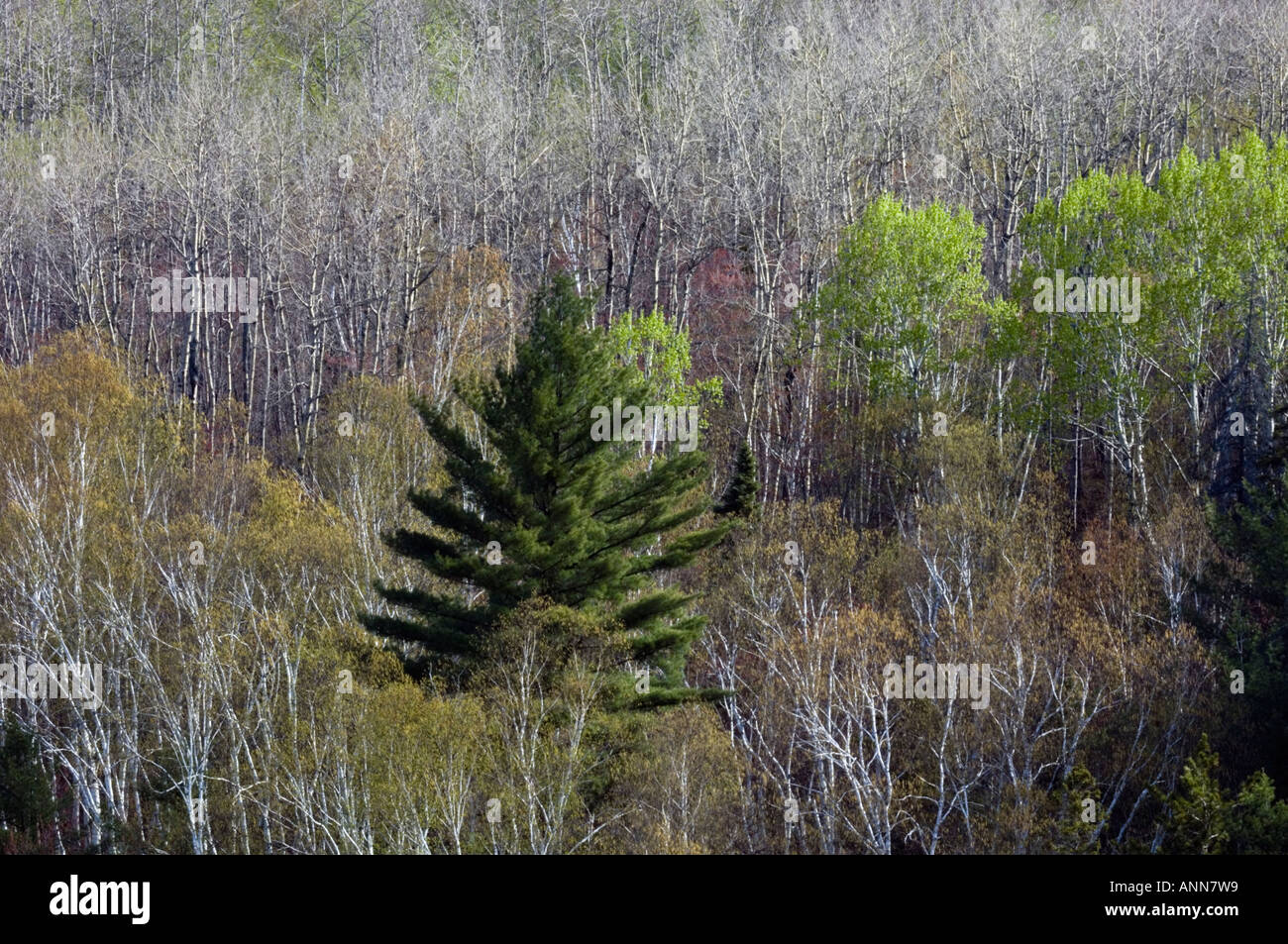 Spring forest near Onaping River Greater Sudbury, Ontario Stock Photo ...