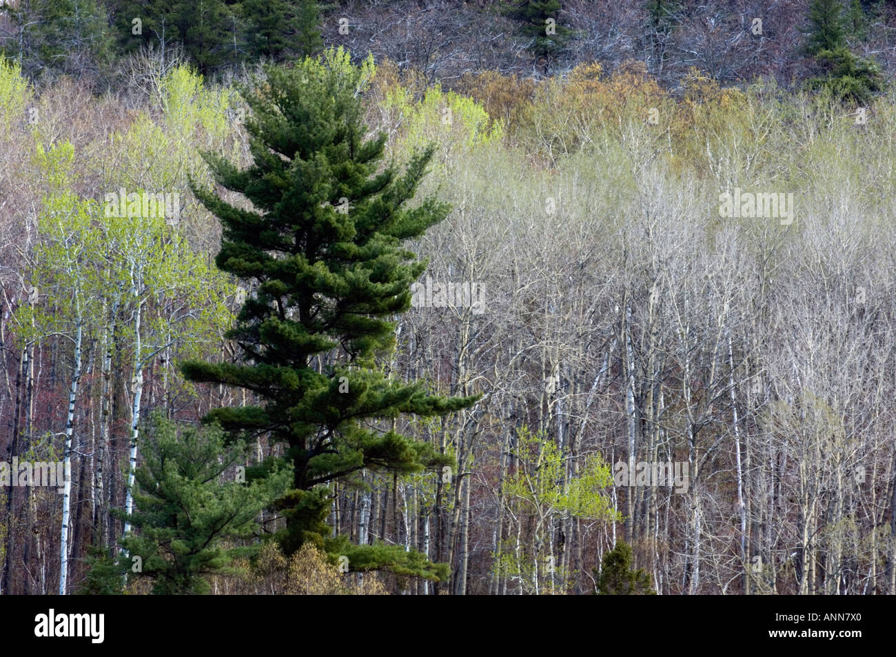 Spring forest near Onaping River Greater Sudbury, Ontario Stock Photo ...
