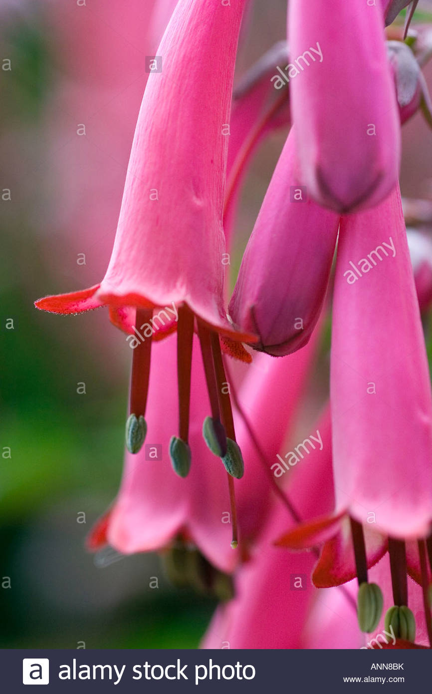 Cape Fuchsia Phygelius Capensis High Resolution Stock Photography and ...