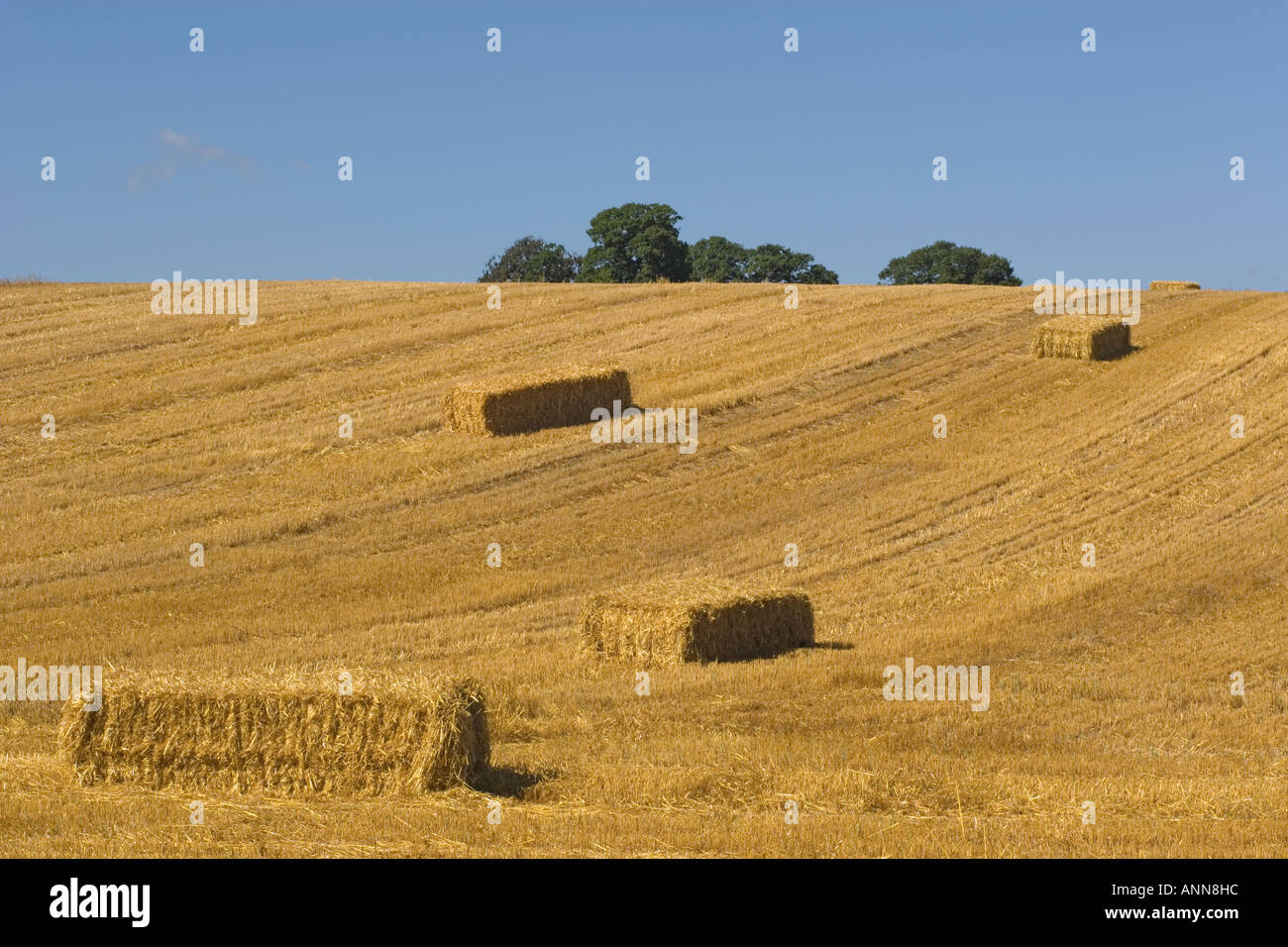 golden field of cut wheat Stock Photo - Alamy