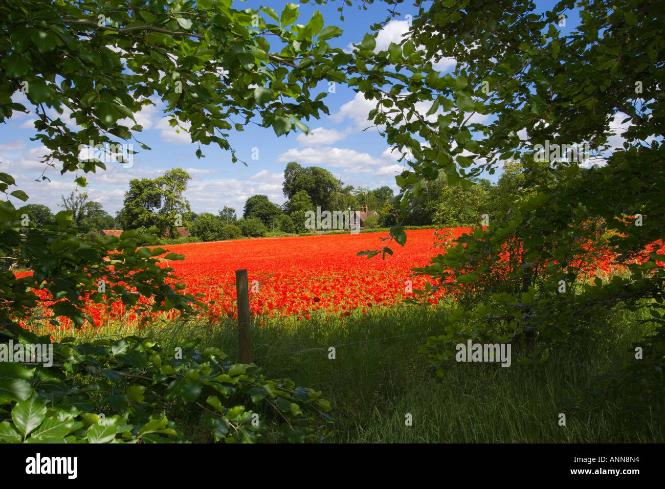 Field of red poppy flowers Stock Photo - Alamy