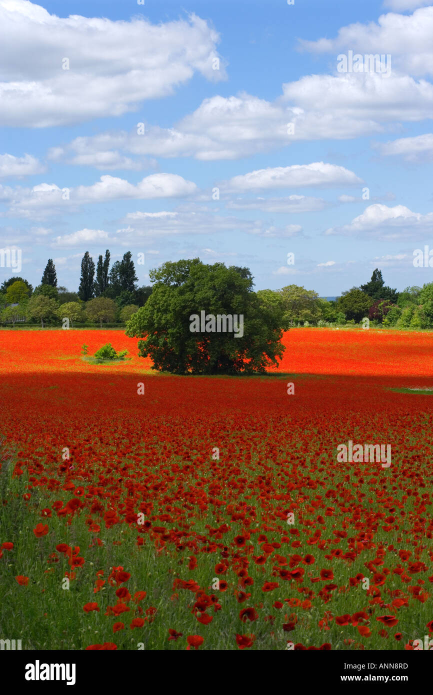 Field of red poppy flowers Stock Photo - Alamy