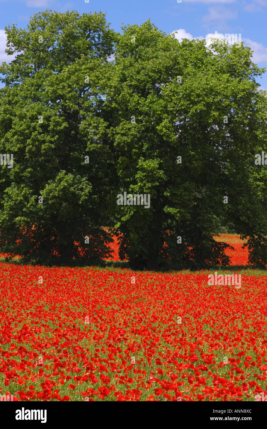 Magical poppy field hi-res stock photography and images - Alamy