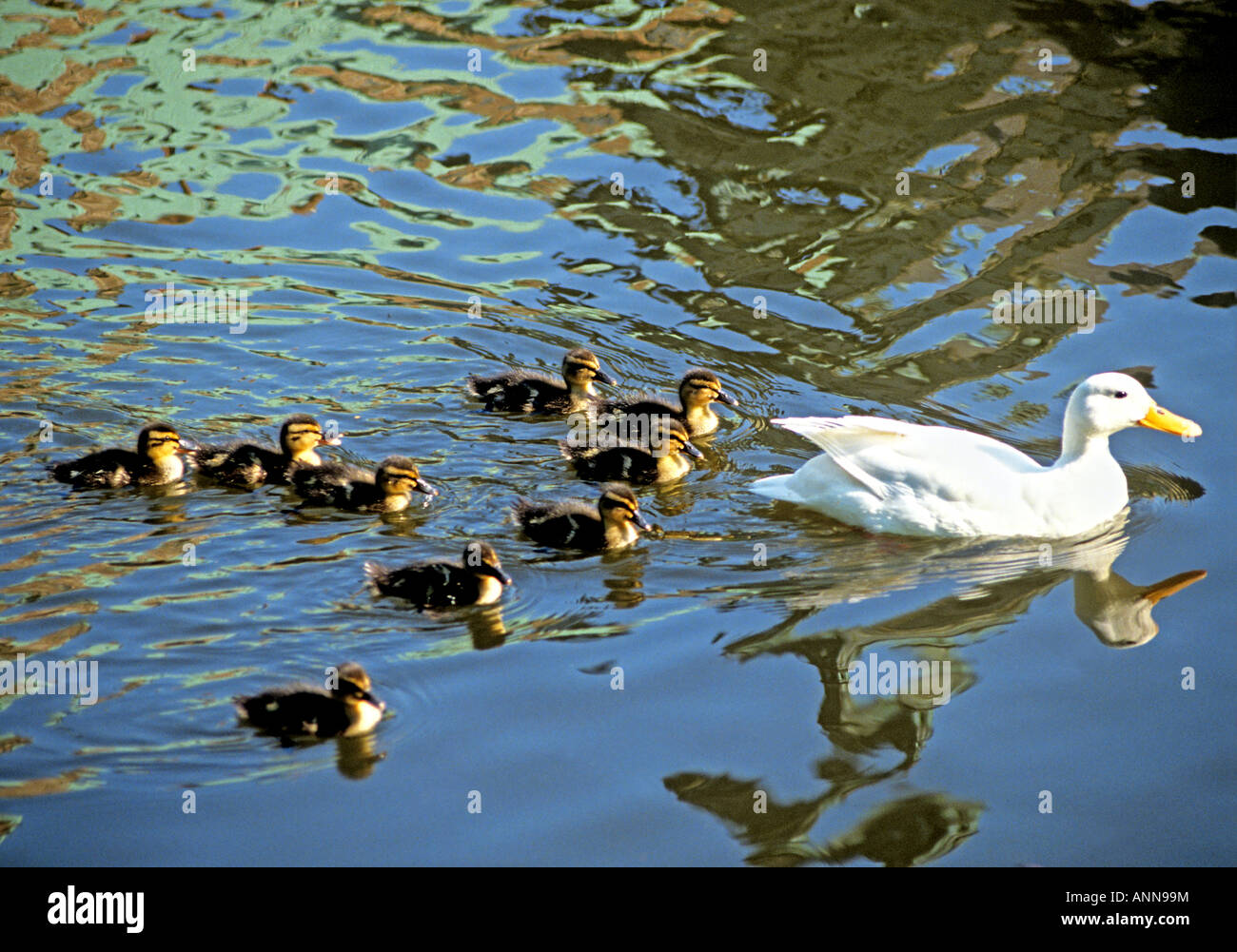 0131 Duck ducklings Kent England Stock Photo - Alamy