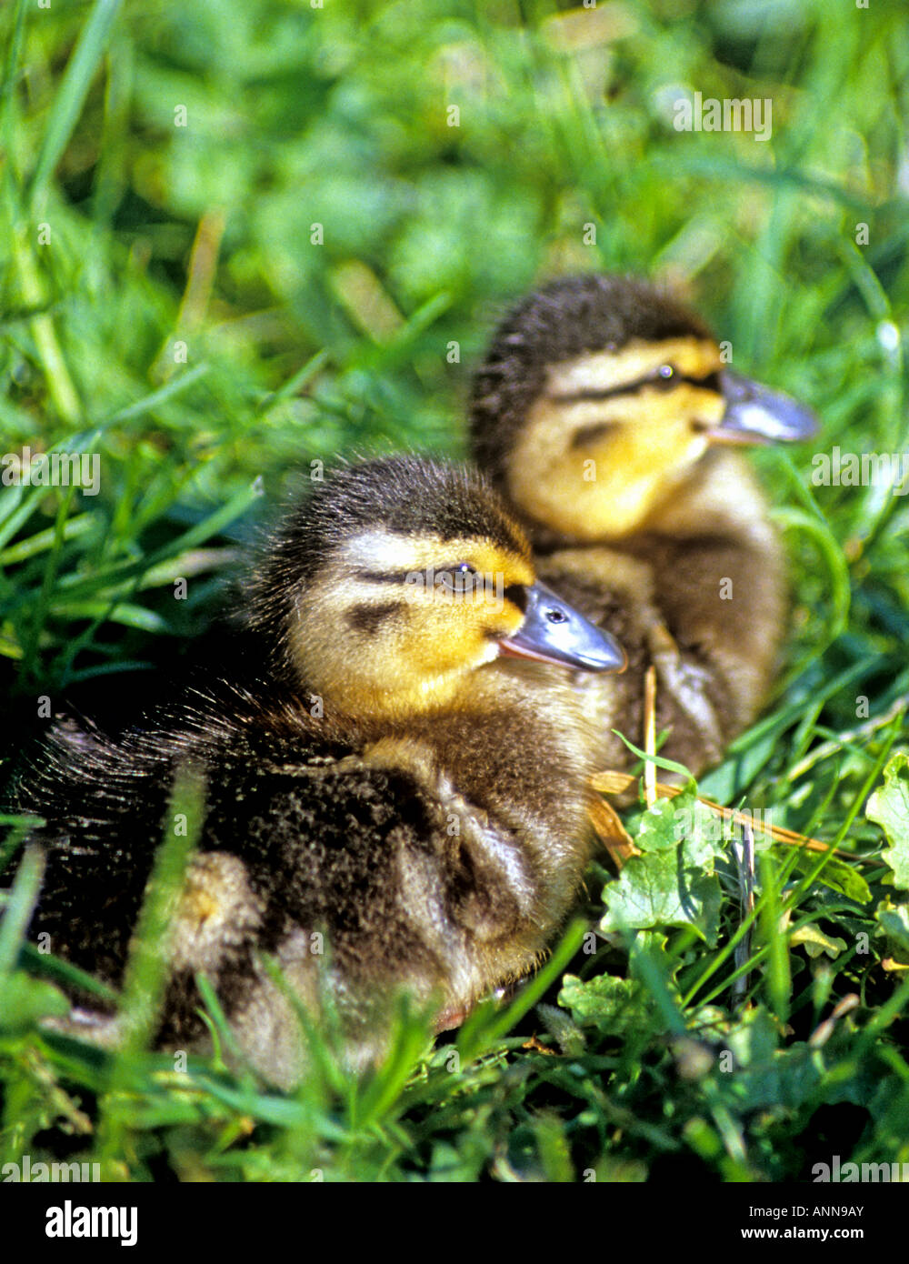 0132 Ducklings Kent England Stock Photo - Alamy